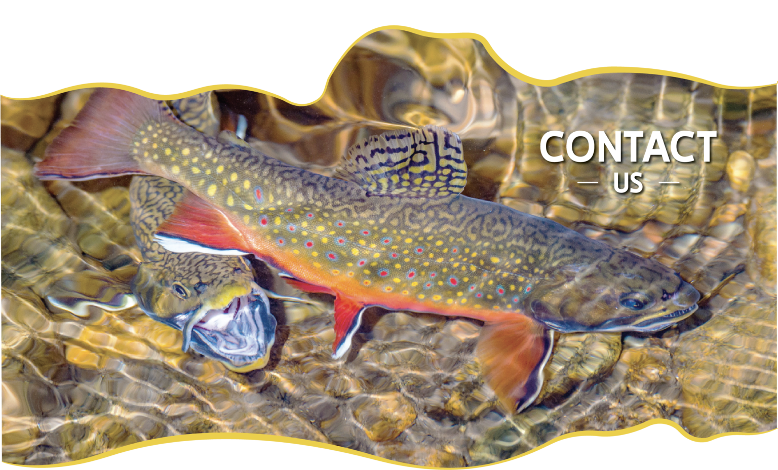 Contact Us – Trout Fishing Tournament | Iowa Driftless Classic